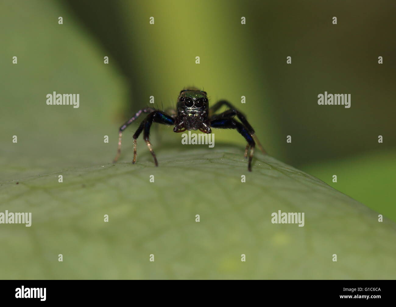 A tiny jumping black, shiny spider caught by surprise Stock Photo - Alamy
