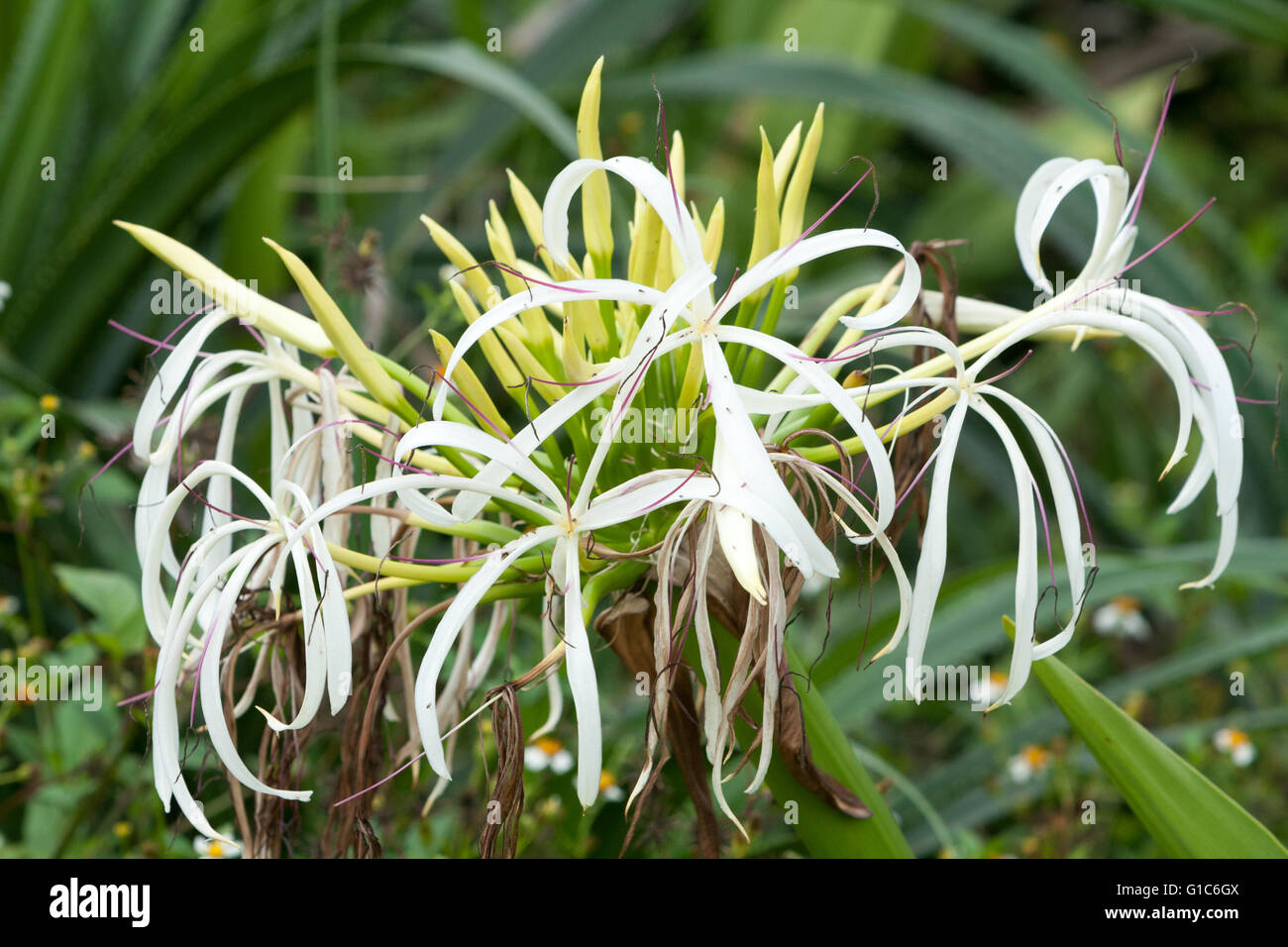 Poison bulb plant hi-res stock photography and images - Alamy