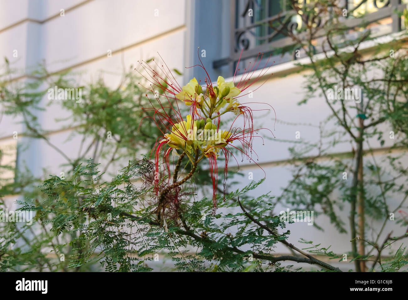 Flowers of yellow bird-of-paradise tree (Caesalpinia gilliesii Stock ...