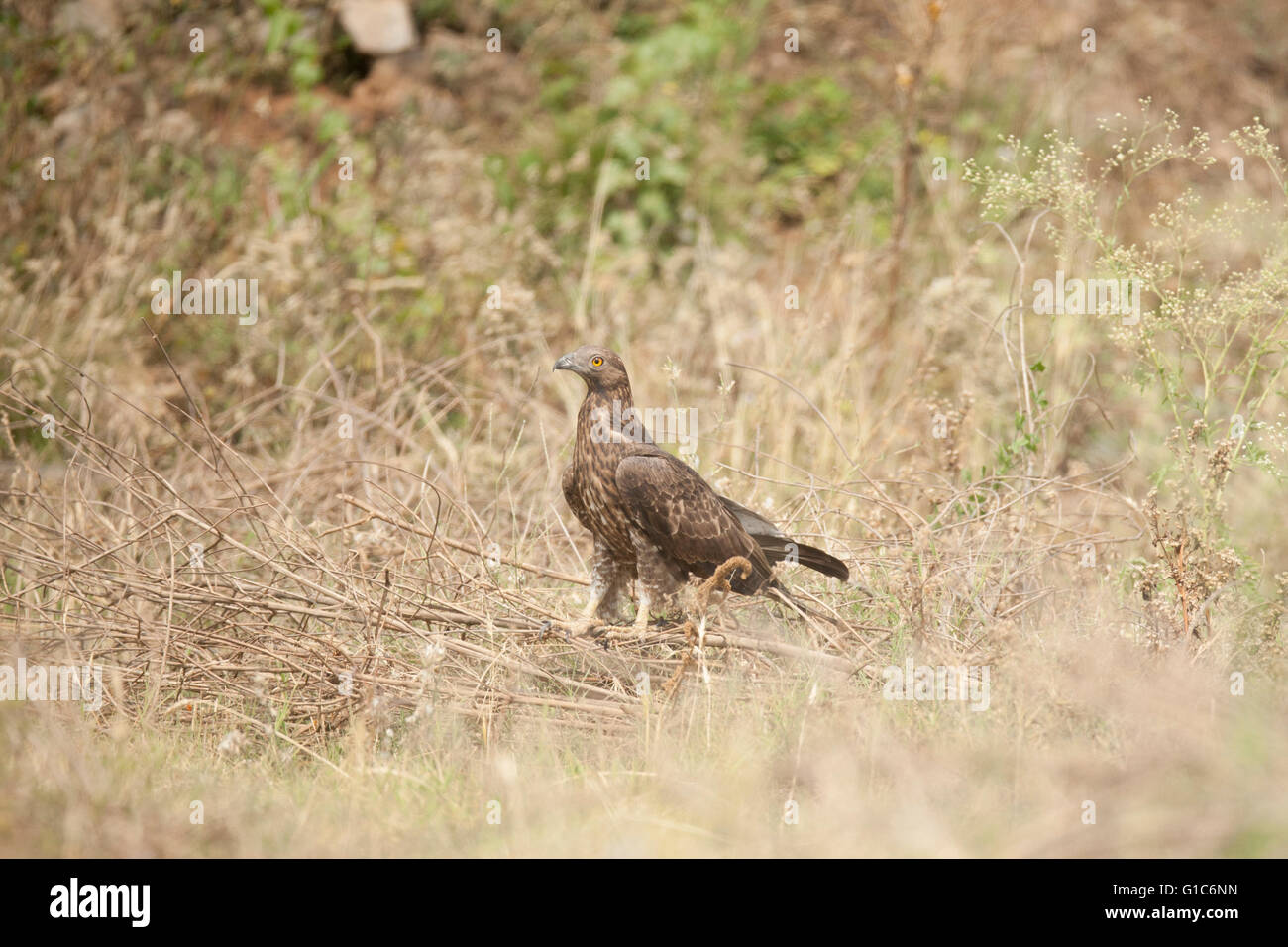 Oriental honey buzzard hi-res stock photography and images - Alamy