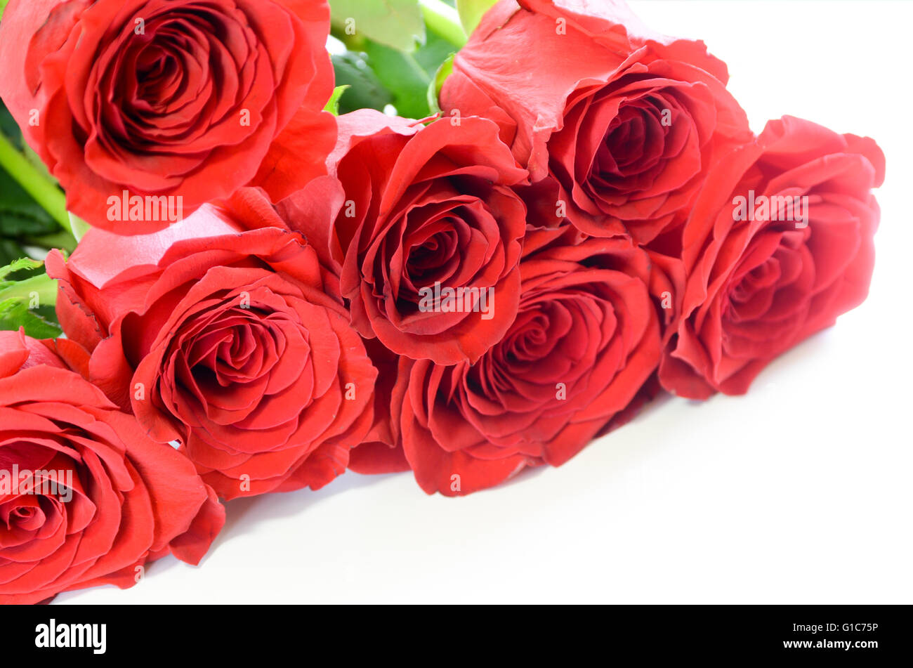 red roses in white background Stock Photo - Alamy