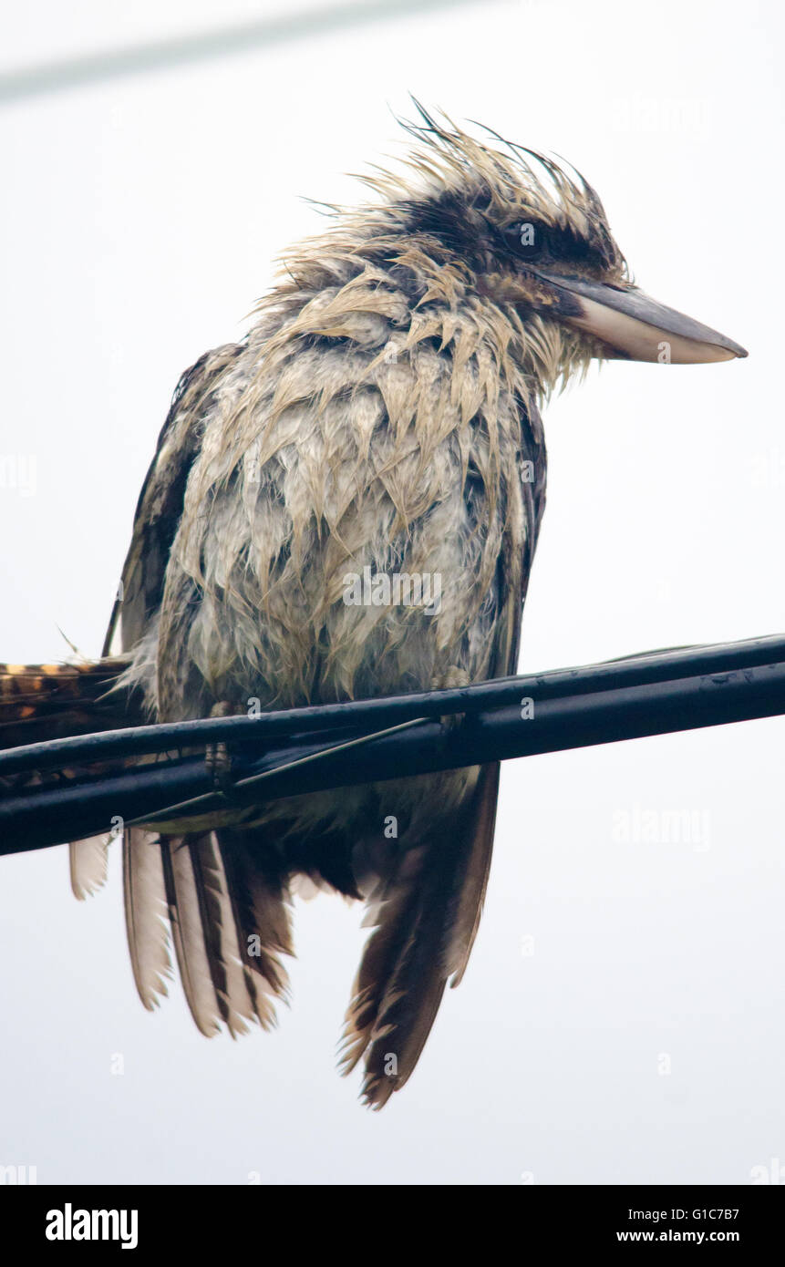 Sydney australia november storm hi-res stock photography and images - Alamy