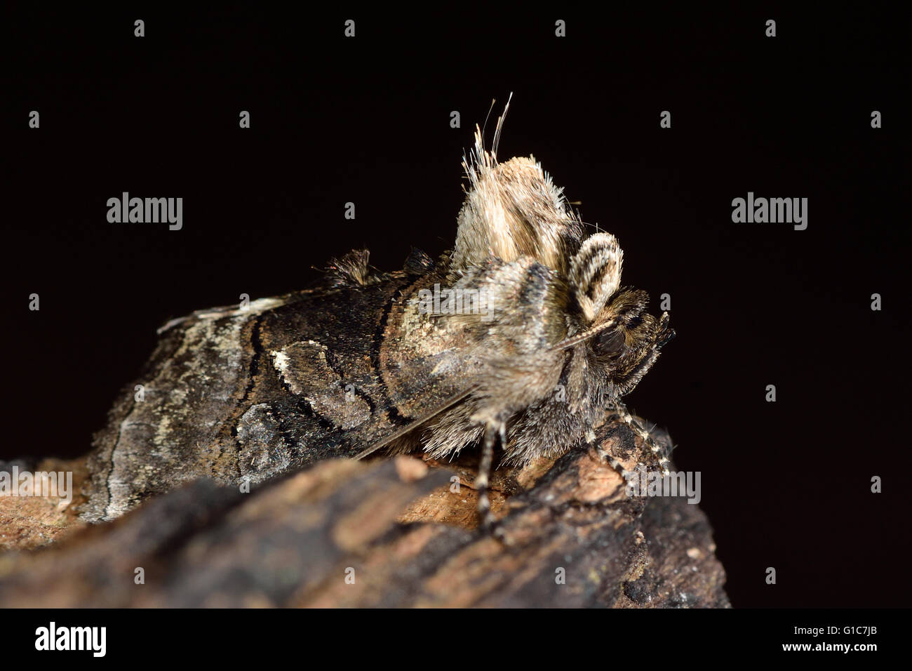 British insect in the family Noctuidae, the largest British family of ...