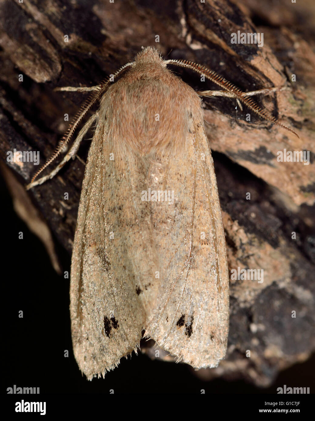 Twin-spotted quaker moth (Anorthoa munda). British insect in the family ...