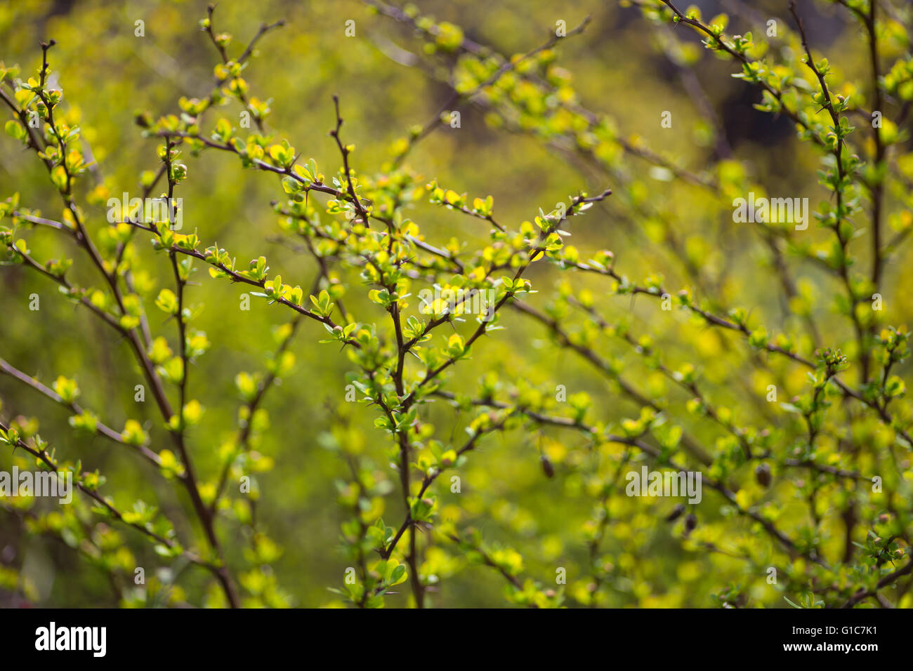 Spring garden plants defocused blurred bokeh background Stock Photo - Alamy