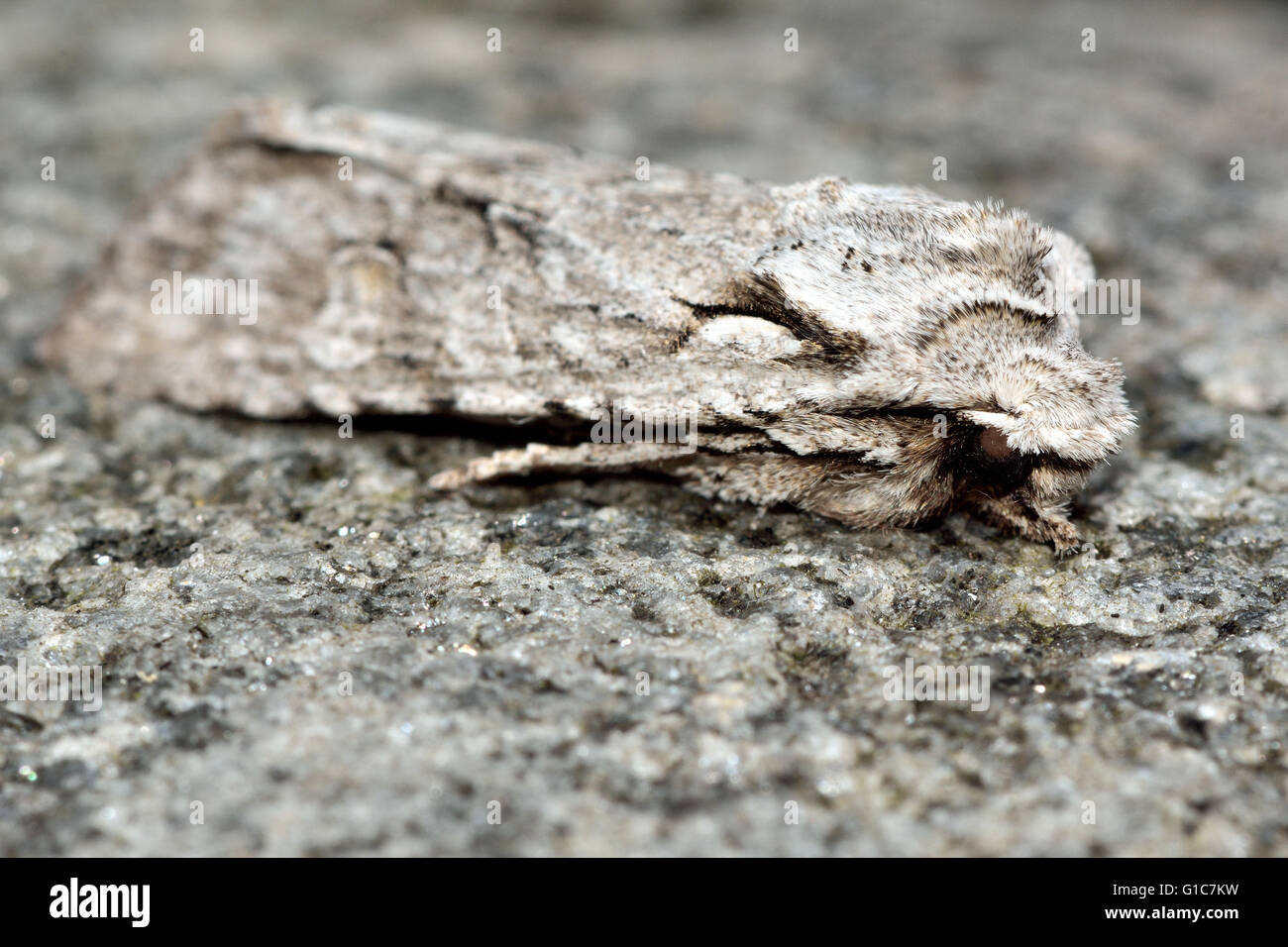 Grey shoulder-knot moth (Lithophane ornitopus). British insect in the ...