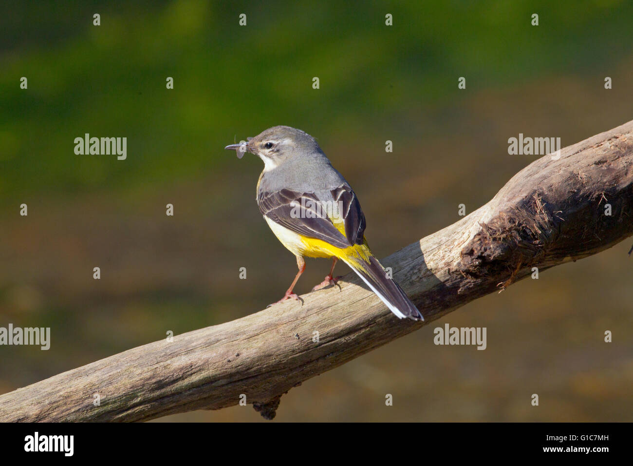 Female grey wagtail hi-res stock photography and images - Alamy