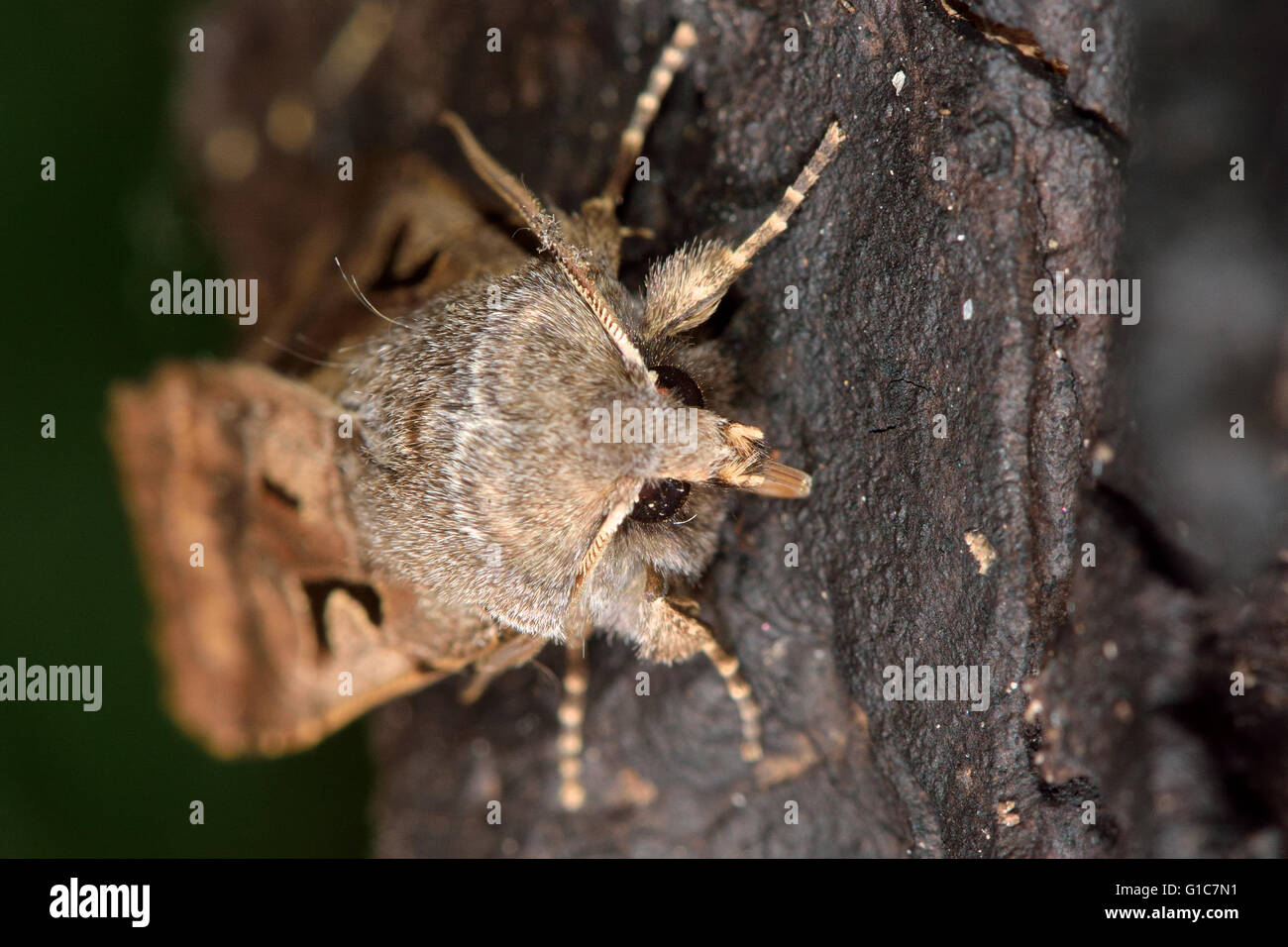 Hebrew character moth (Orthosia gothica). British insect in the family ...