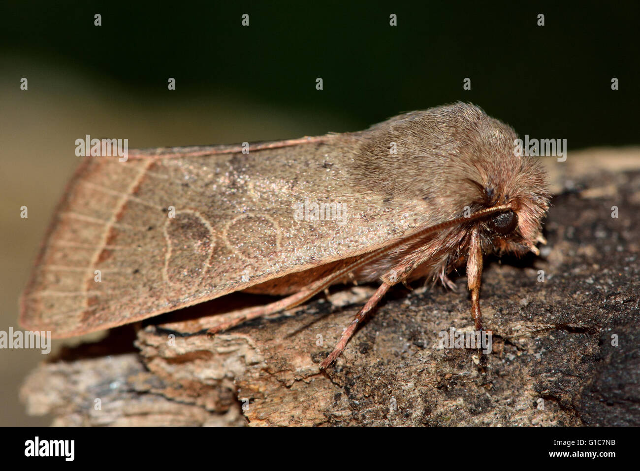 Common quaker moth (Orthosia cerasi) in profile. British insect in the family Noctuidae, the ...