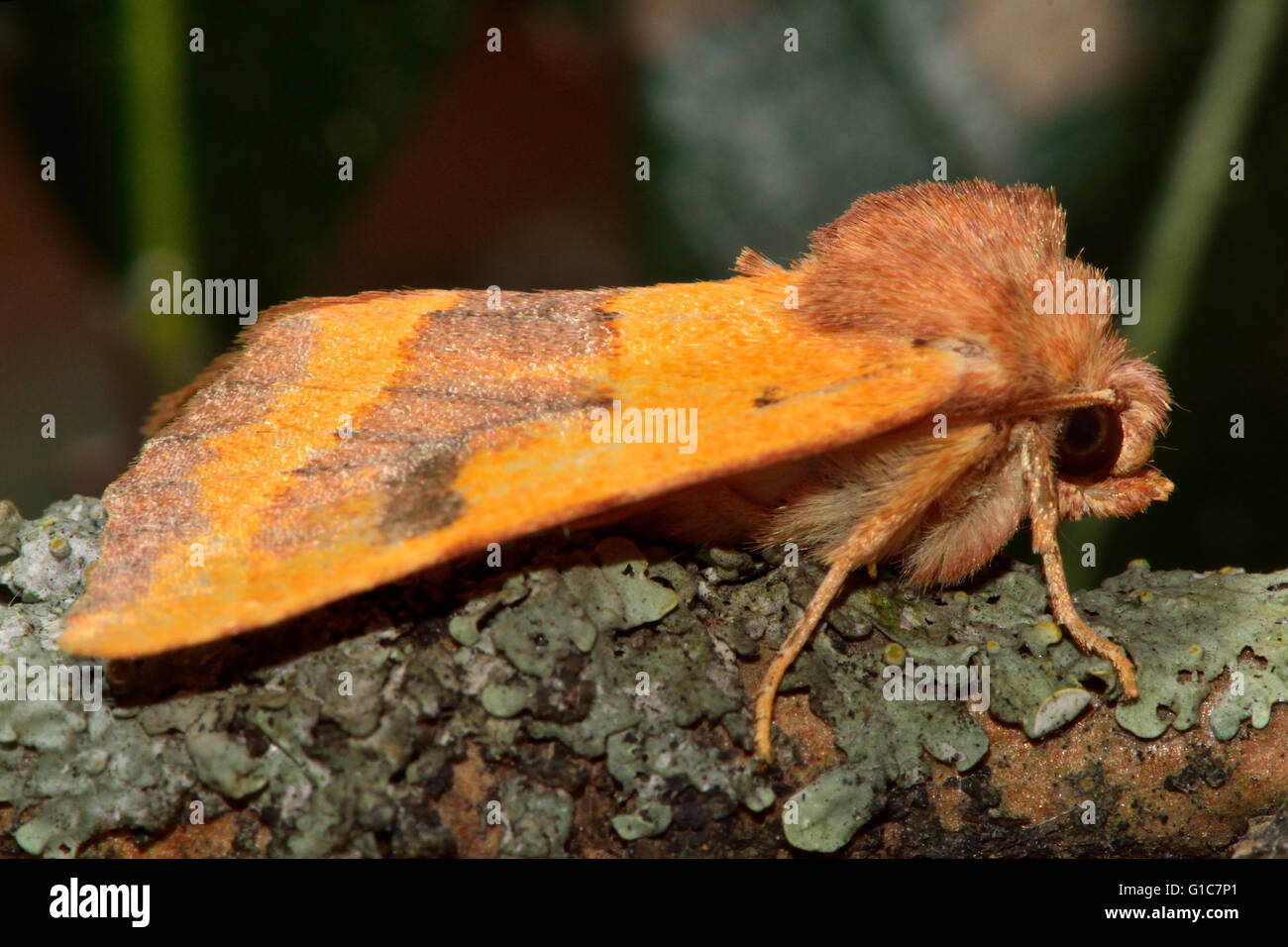 Centre-barred sallow moth (Atethmia centrago). British insect in the ...