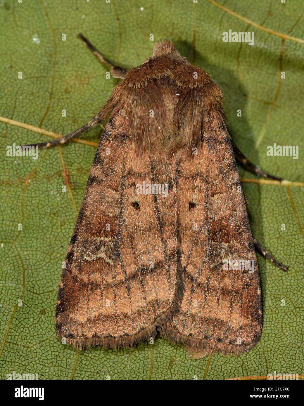 Small square-spot moth (Diarsia rubi). British insect in the family ...
