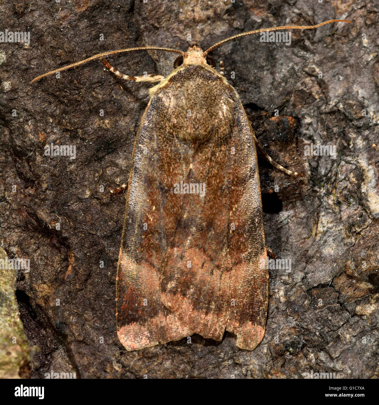 Lesser broad-bordered yellow underwing moth (Noctua janthe), in the ...