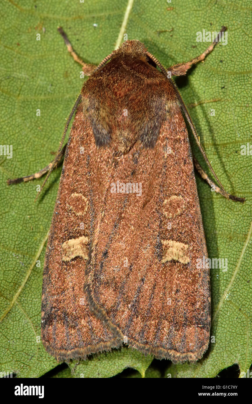 Square-spot rustic moth (Xestia xanthographa). British insect in the ...