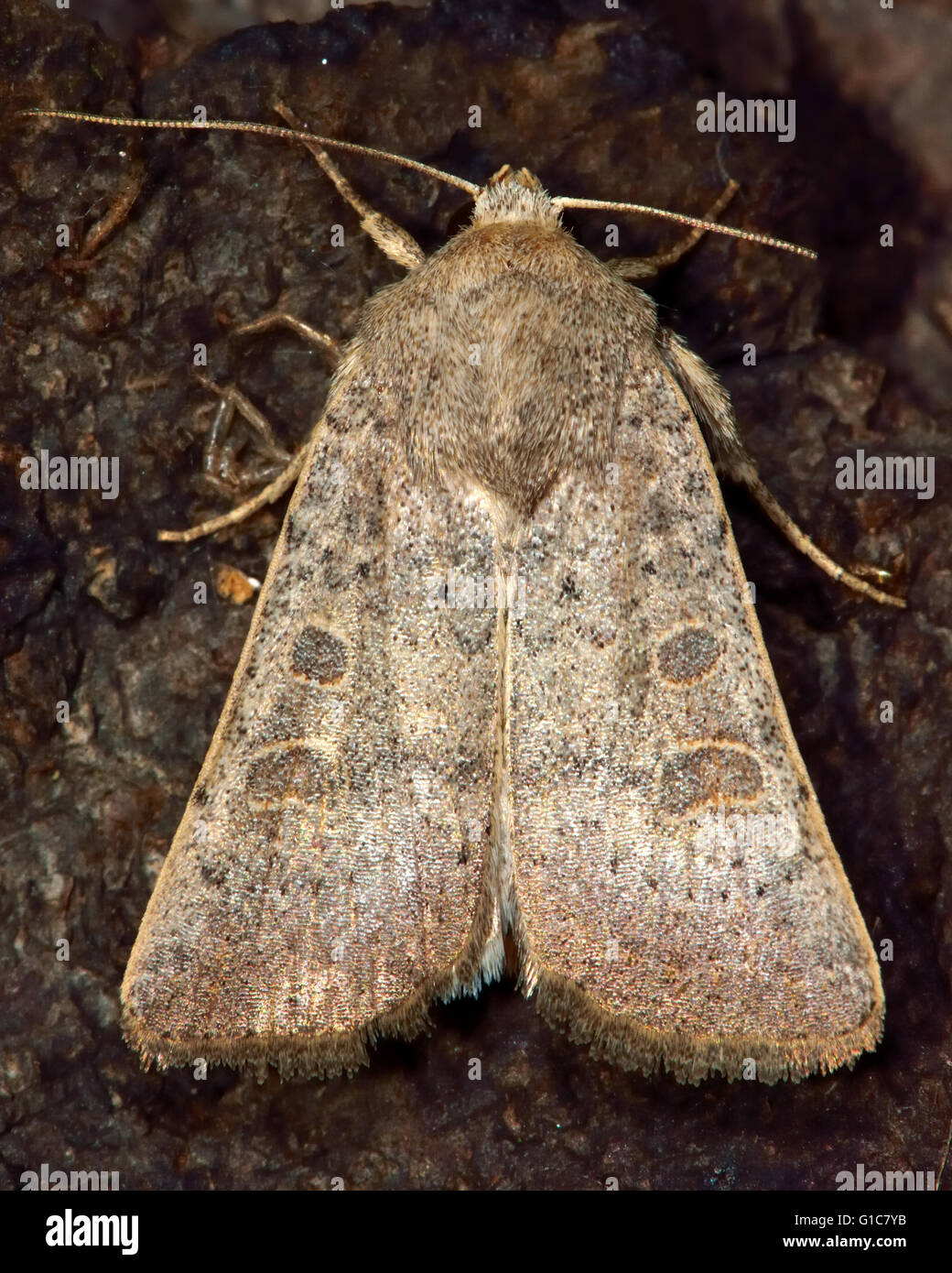 Vine's rustic moth (Hoplodrina ambigua). British insect in the family ...
