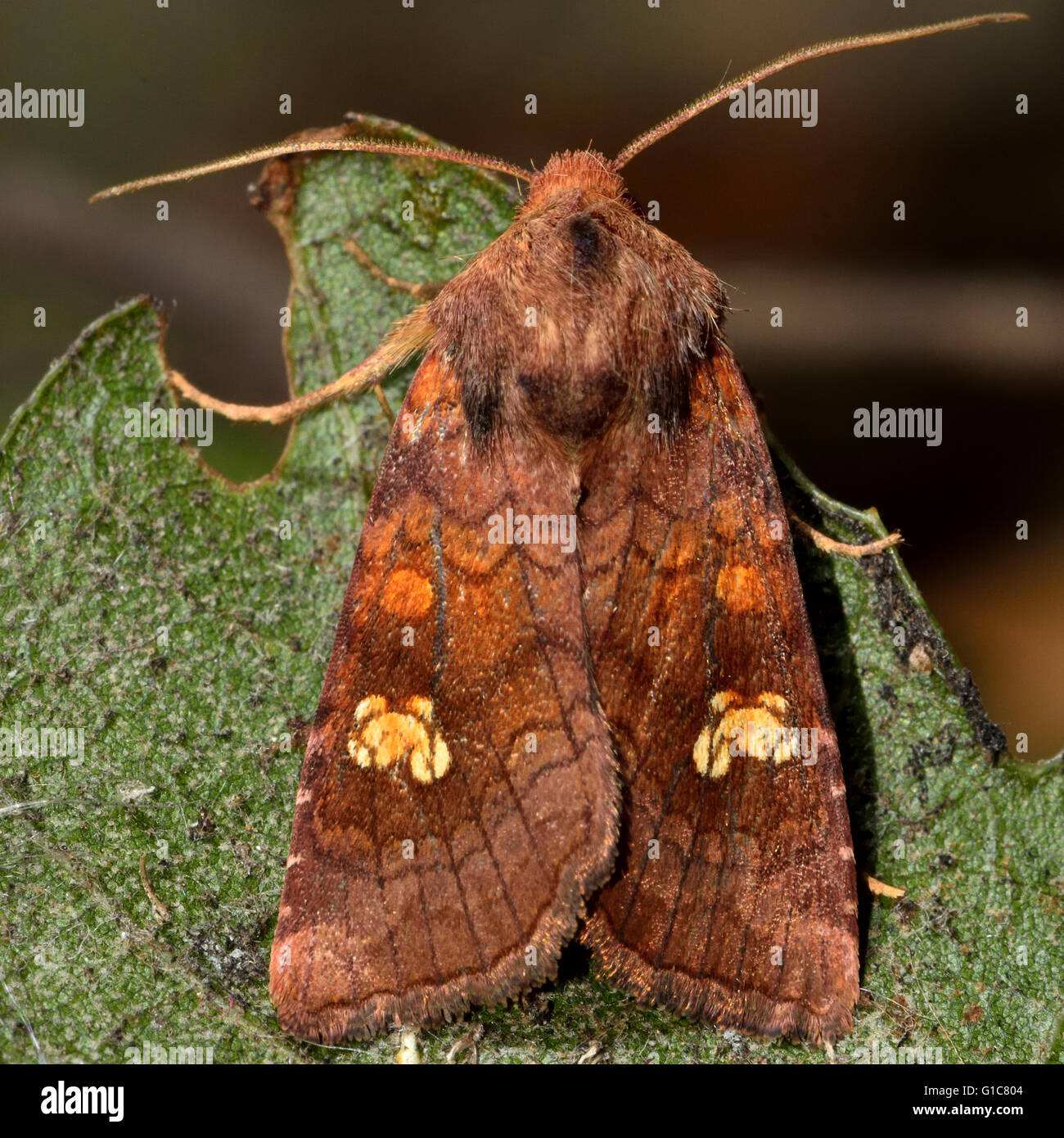 Largest lepidoptera hi-res stock photography and images - Alamy