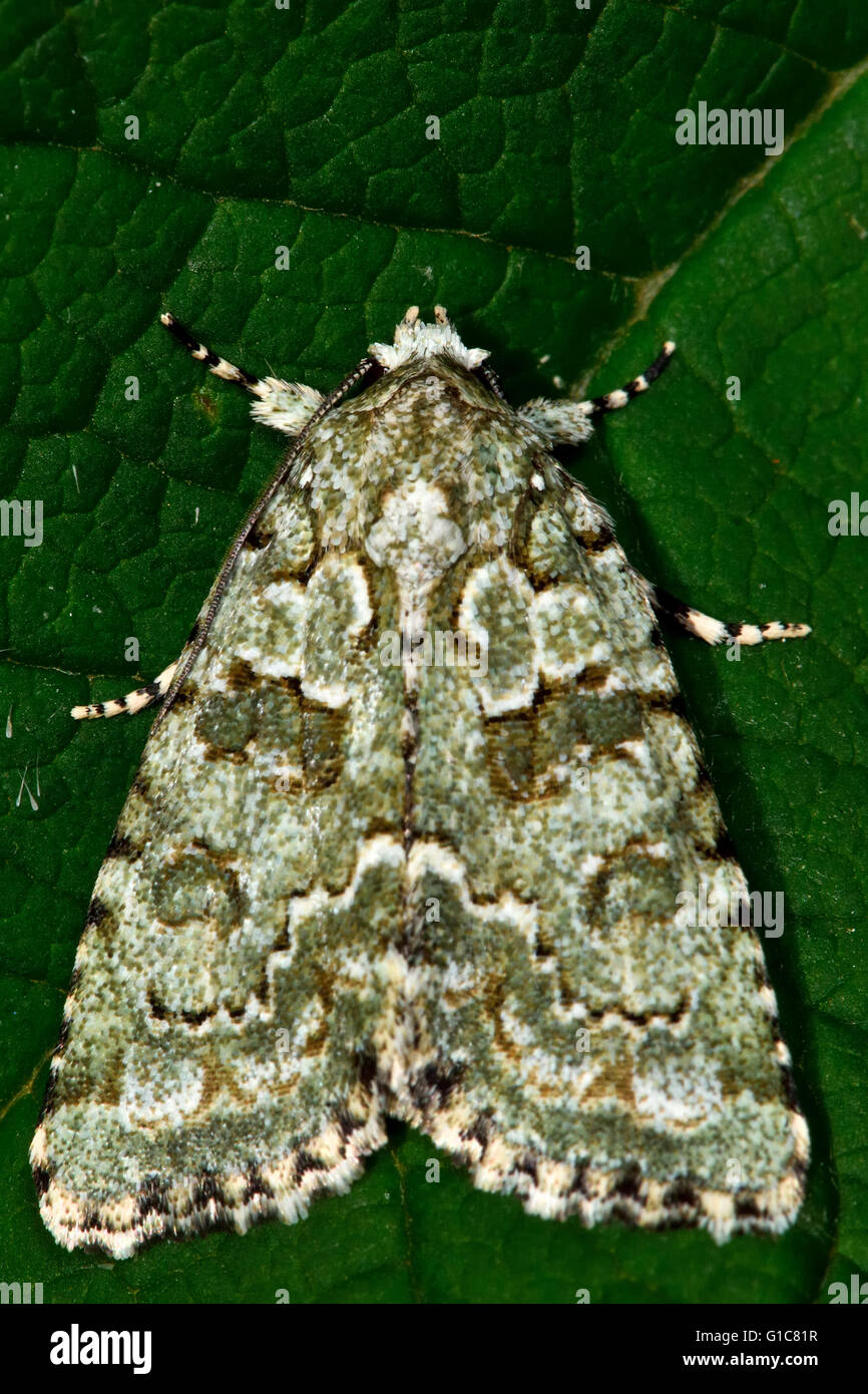 British moths hi-res stock photography and images - Alamy