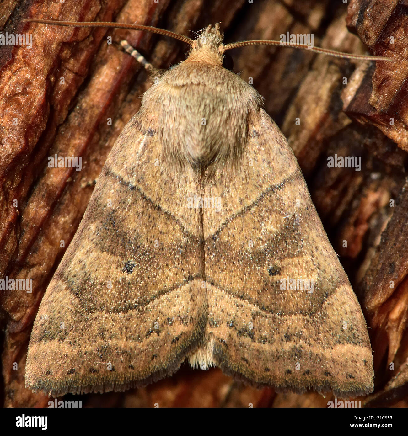 The dun-bar moth (Cosmia trapezina). British insect in the family ...
