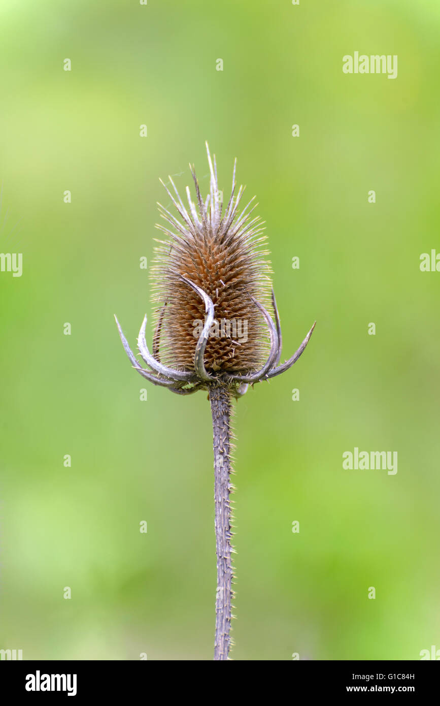 Dipsacus plant hi-res stock photography and images - Alamy