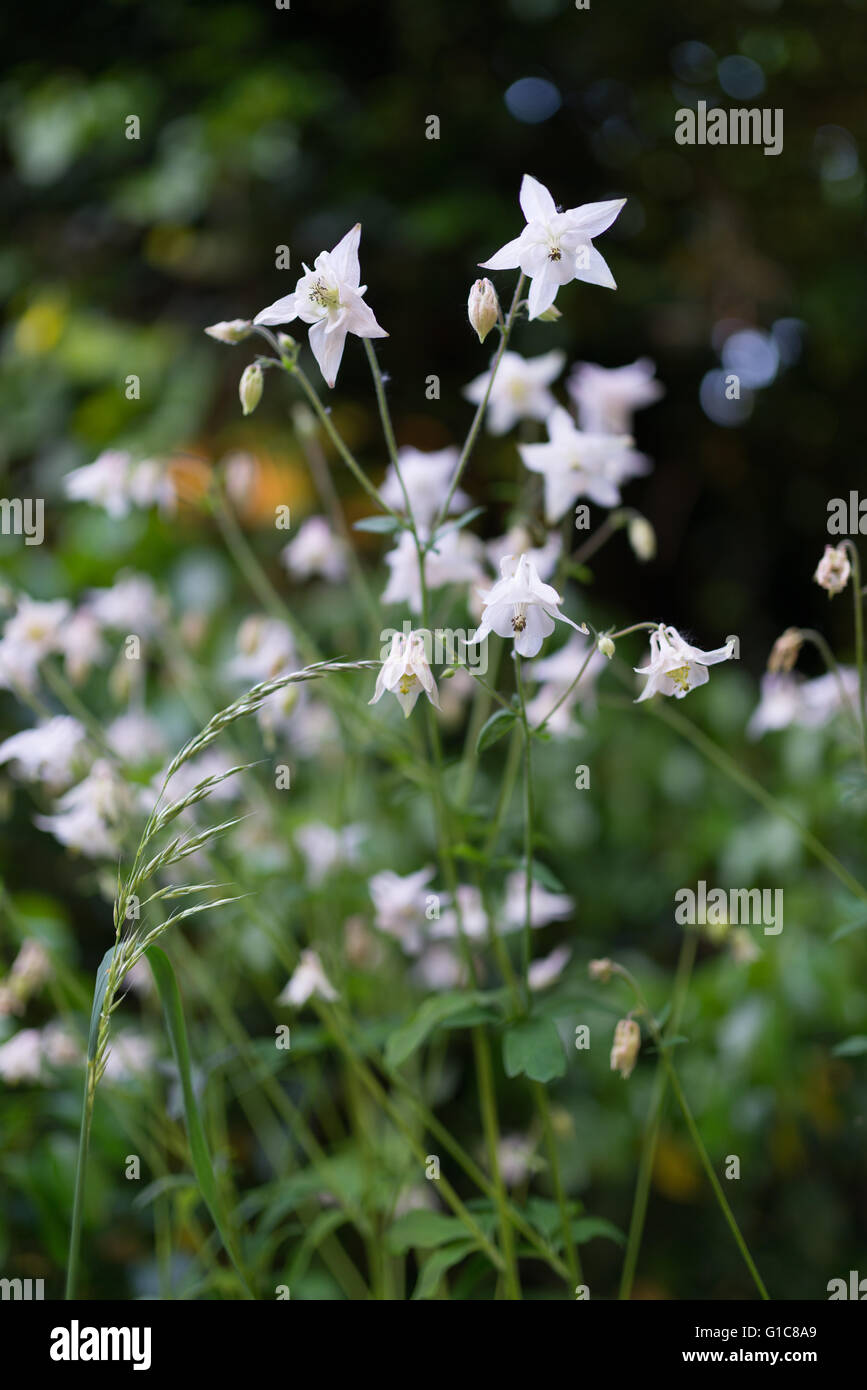 Garden white flowers hi-res stock photography and images - Alamy