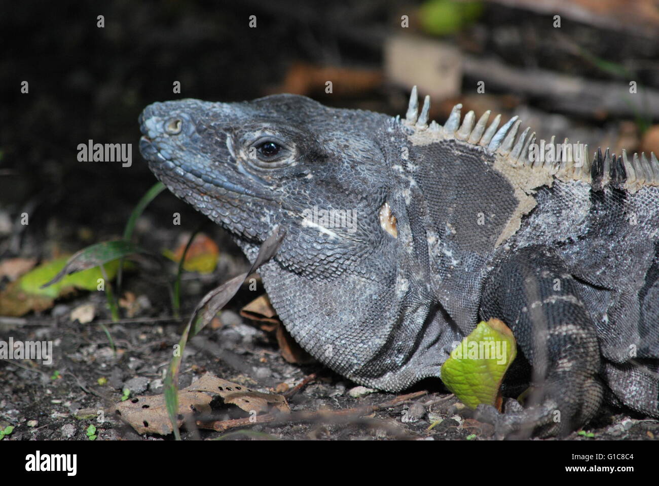 Iguana at Tulum ruins near Playa del Carmen, Mexico Stock Photo - Alamy