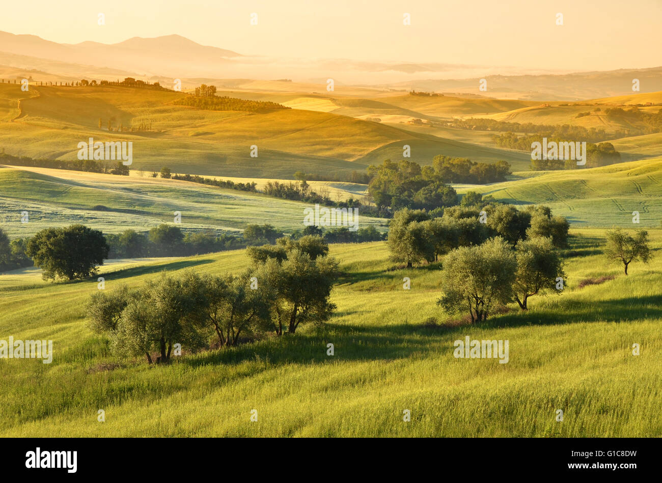 Landscape in tuscany in early summer hi-res stock photography and ...