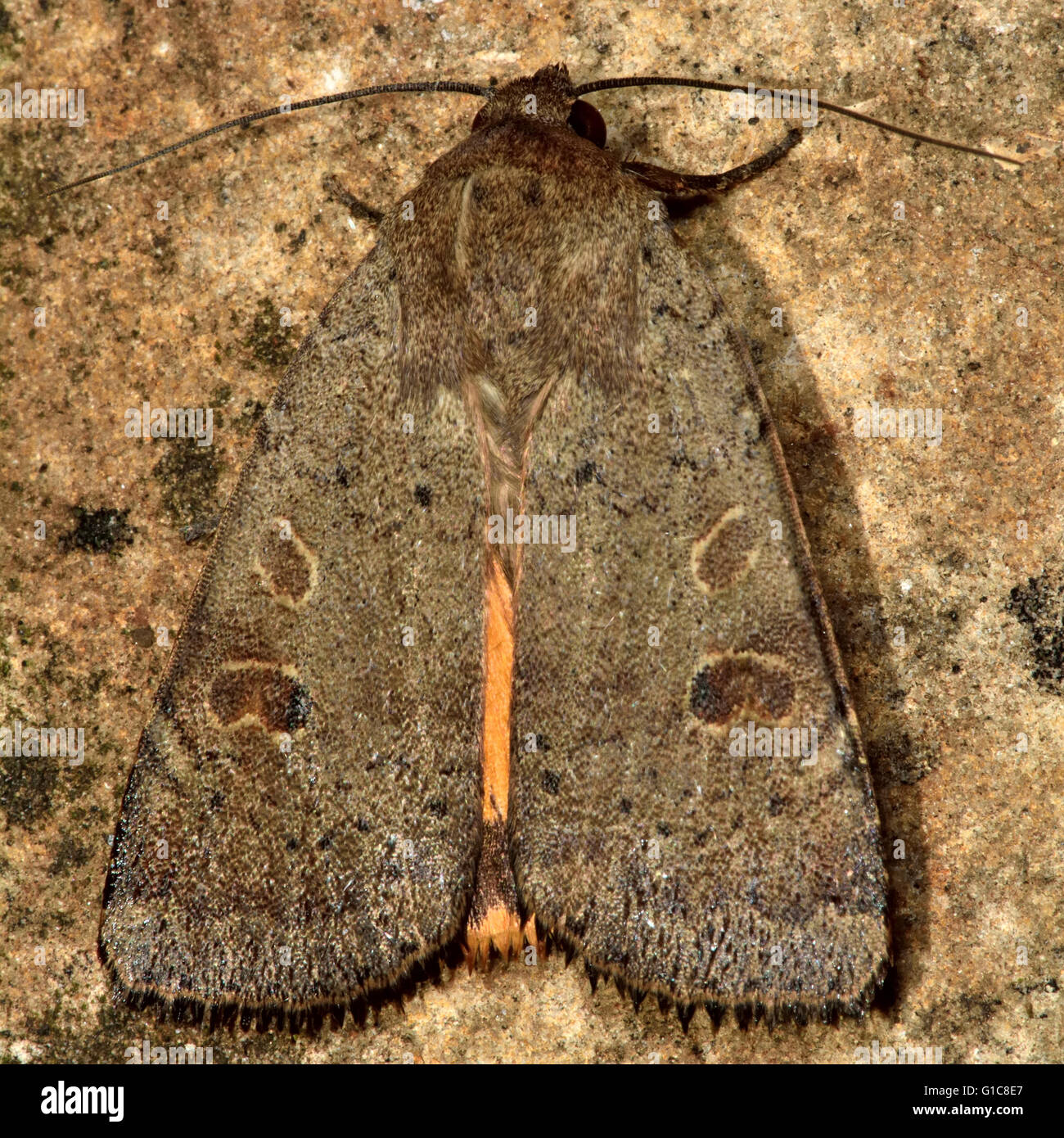 Lesser yellow underwing moth (Noctua comes). British insect in the ...