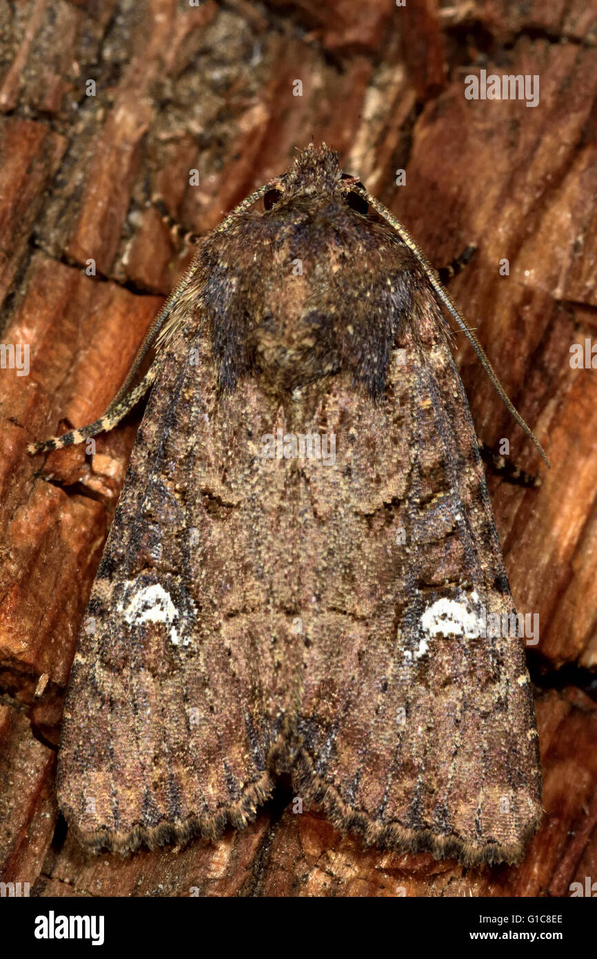 Common rustic (Mesapamea secalis) moth from above. British insect in ...
