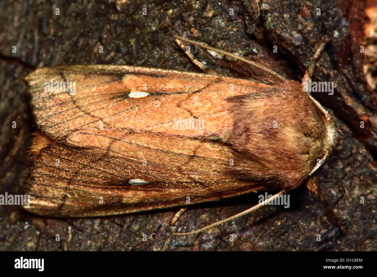 Brown-line bright-eye (Mythimna conigera) moth from above. British ...