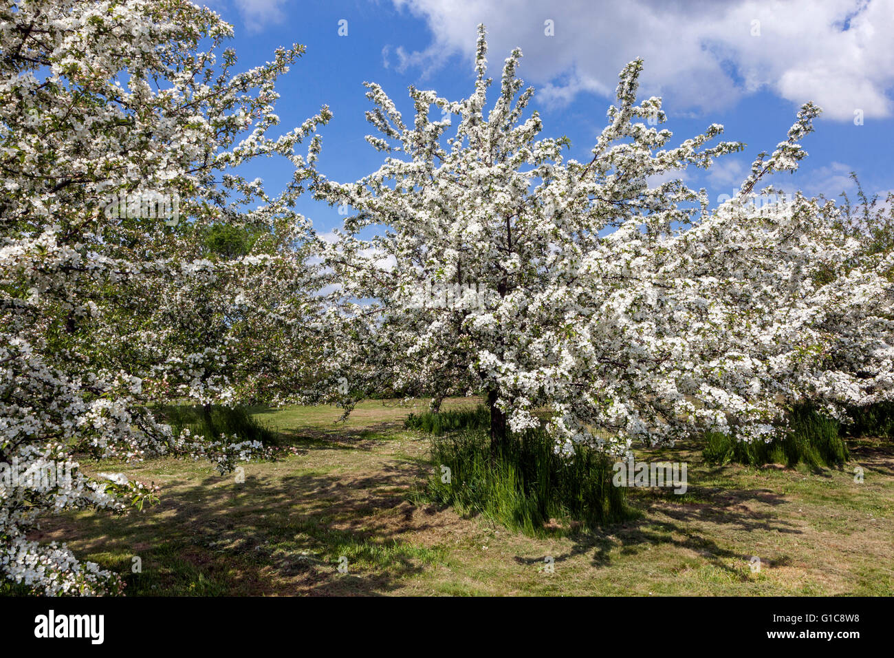 Flowering crabapple trees hi-res stock photography and images - Alamy