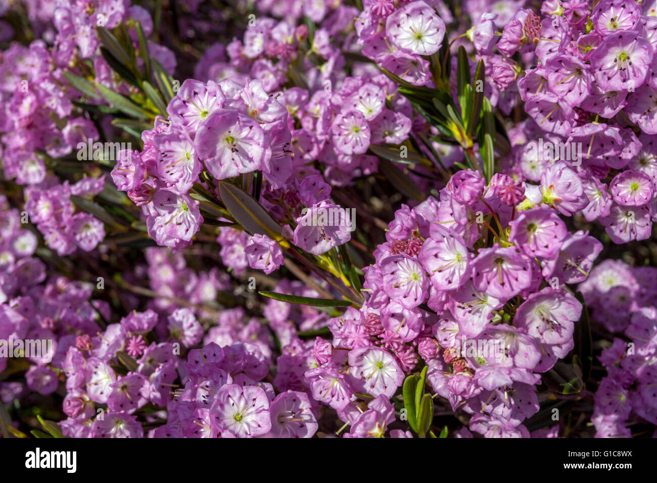 Mountain laurel pink blossom Kalmia latifolia Stock Photo - Alamy