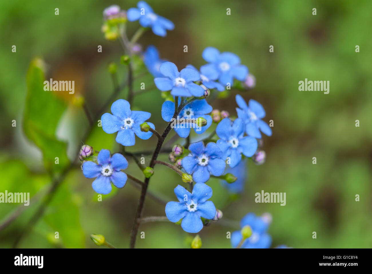 Water forget-me-not Myosotis scorpioides Stock Photo - Alamy