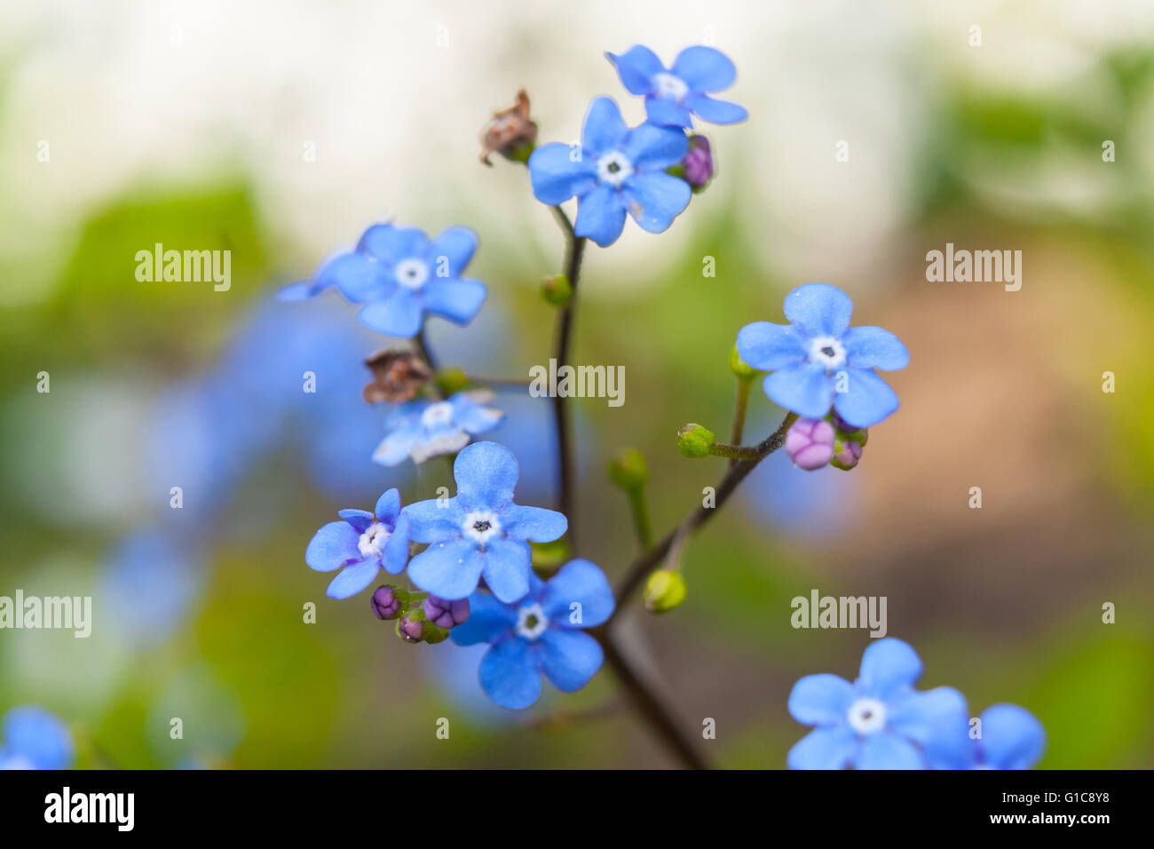 Aquatic forget me not hi-res stock photography and images - Alamy