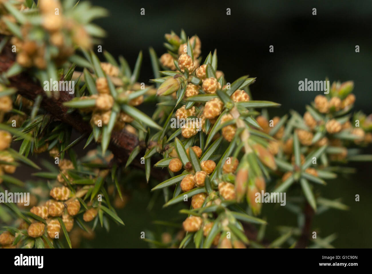 Common juniper leaf hi-res stock photography and images - Alamy