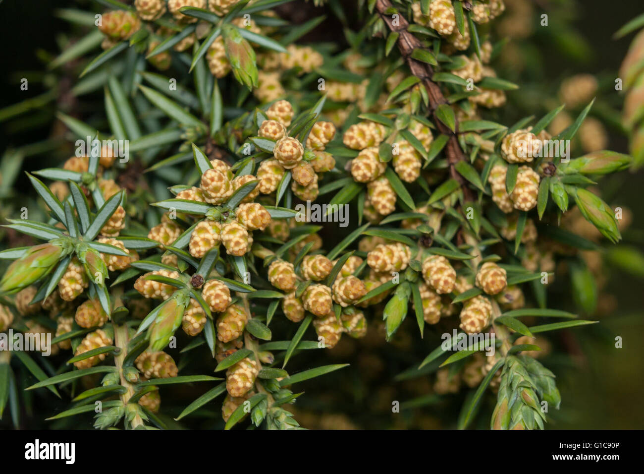 Juniperus communis blossom hi-res stock photography and images - Alamy