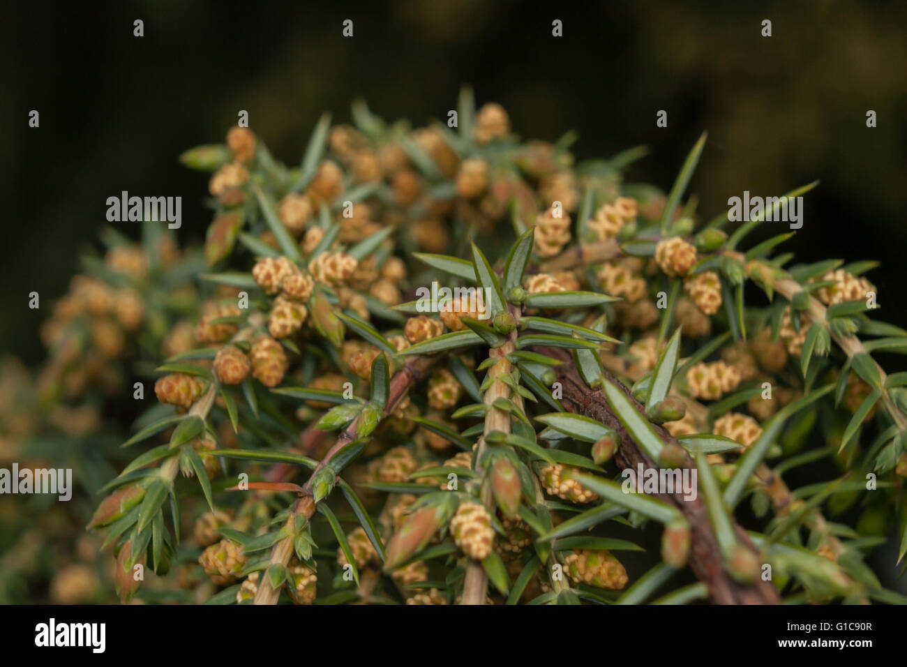 Common juniper leaf hi-res stock photography and images - Alamy