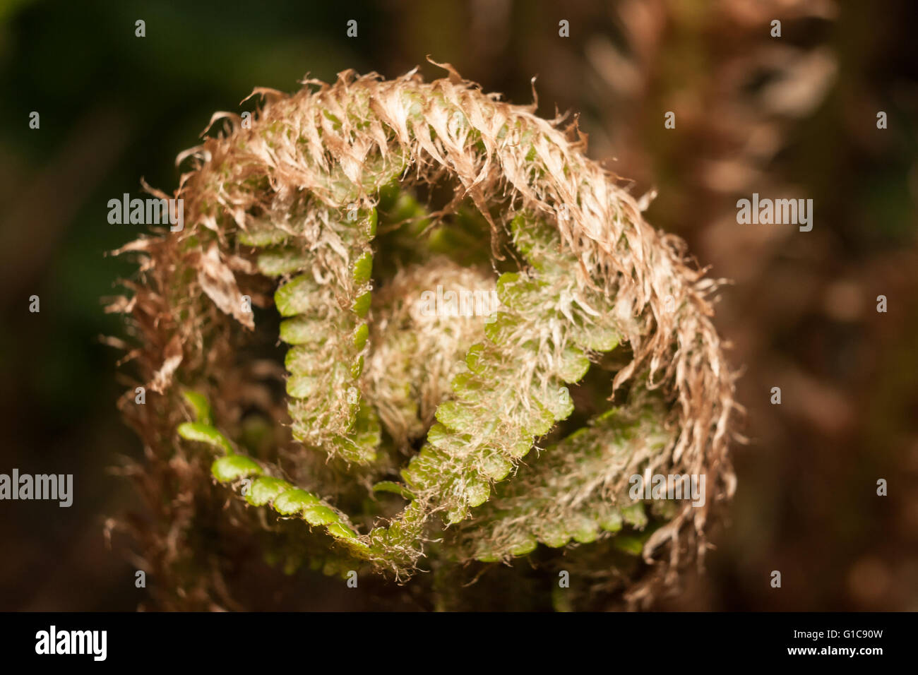Curly fern leaf hi-res stock photography and images - Alamy