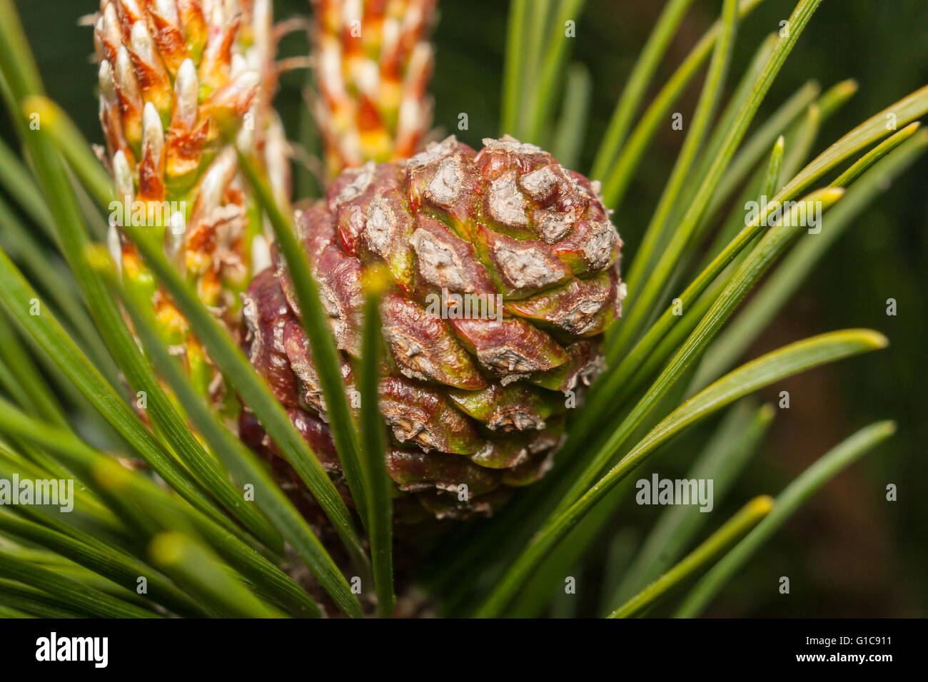 Mugo pine pinus mugo young cone hi-res stock photography and images - Alamy