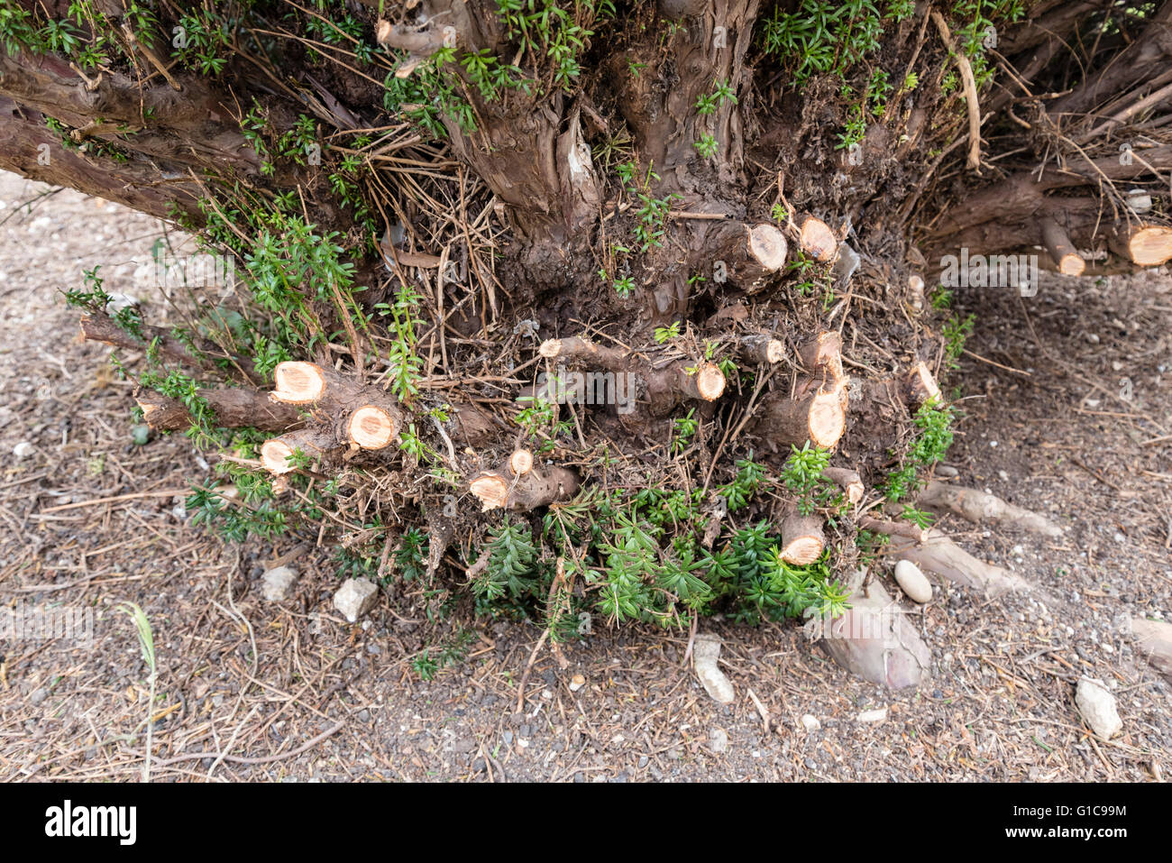 Tree pruning branches hi-res stock photography and images - Alamy