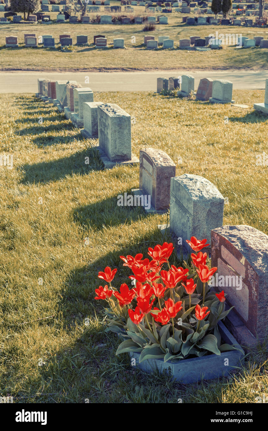 Headstones in Montreal Cemetery at sunset, with red tulips (vintage ...
