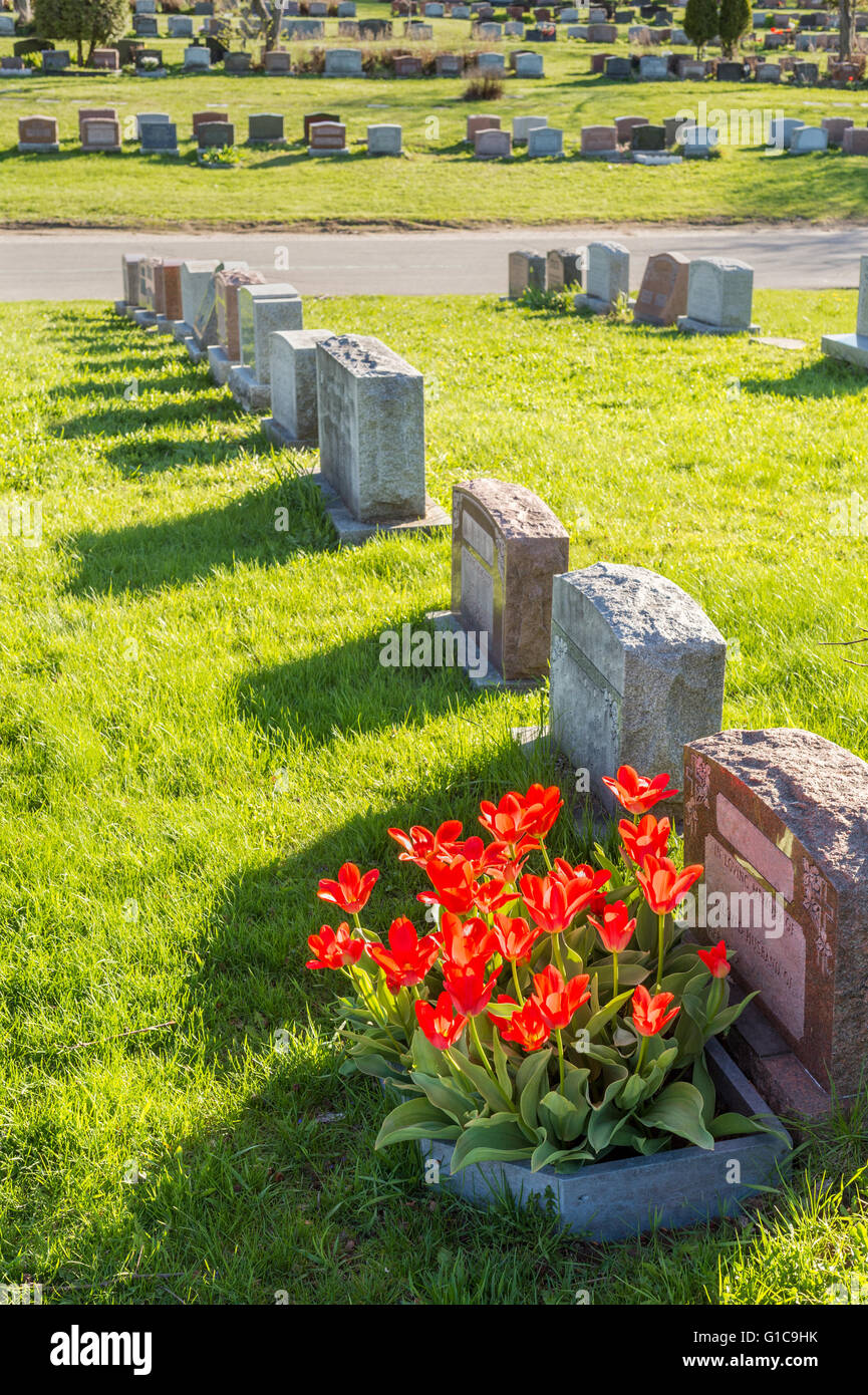Headstones in Montreal Cemetery at sunset, with red tulips Stock Photo ...