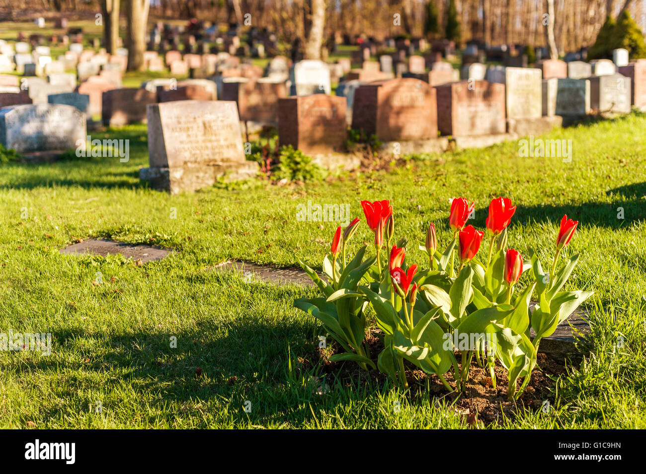 Headstones in Montreal Cemetery at sunset, with red tulips Stock Photo ...