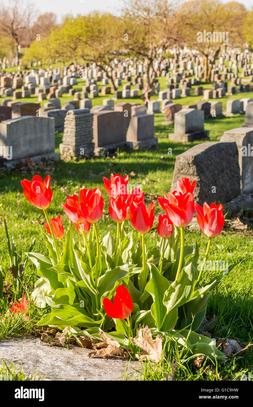 Headstones in Montreal Cemetery at sunset, with red tulips Stock Photo ...
