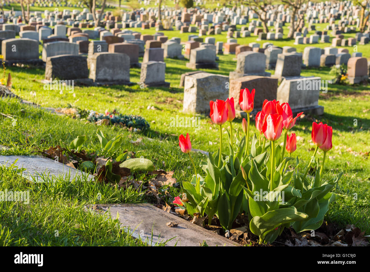 Headstones in Montreal Cemetery at sunset, with red tulips Stock Photo ...