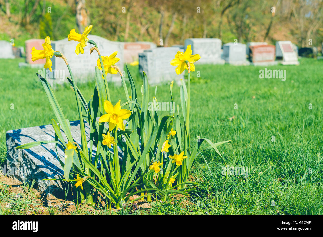 Tombstones in Montreal Cemetery with yellow jonquils in springtime ...