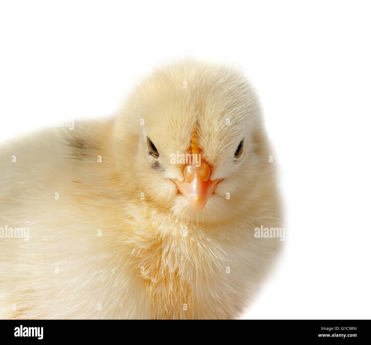 Cute little chicken isolated on white background Stock Photo - Alamy