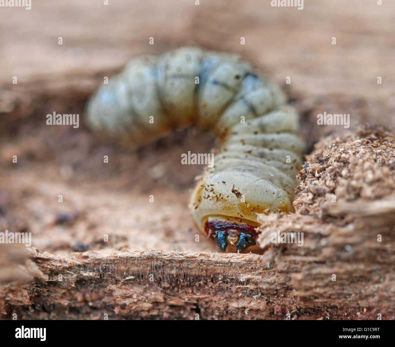 Woodworm larva anobium hi-res stock photography and images - Alamy