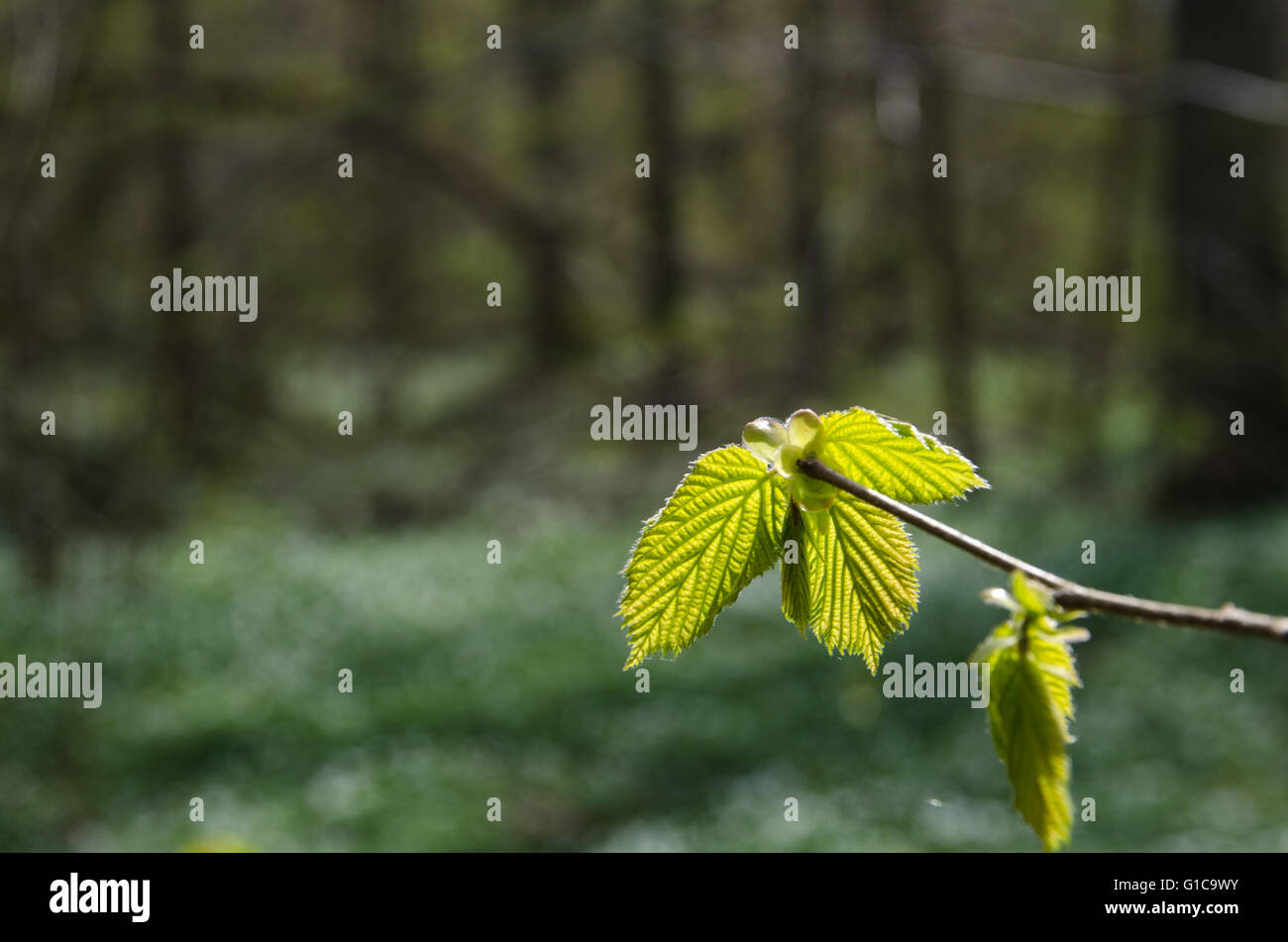 Hazel woods hi-res stock photography and images - Alamy