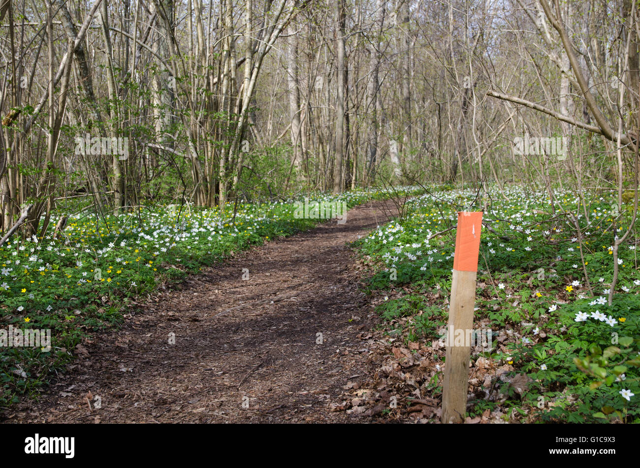 Wooden marker by a footpath at spring in a forest with blossom white ...
