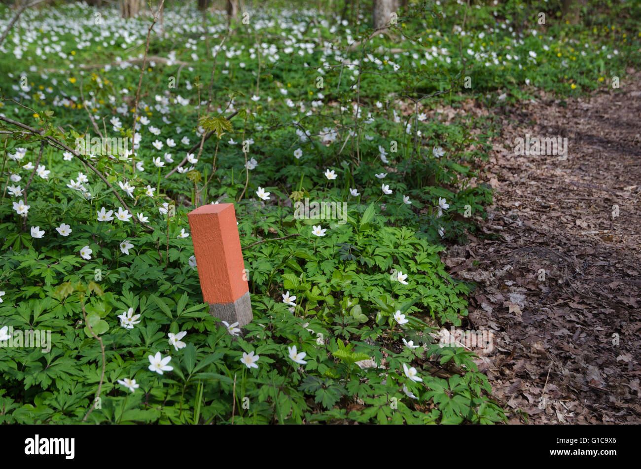 Orange wooden marker among white spring flowers by a footpath in the ...