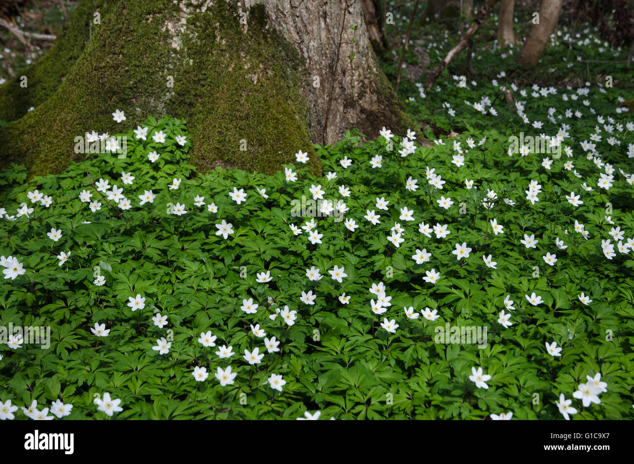 Group of blossom wood anemones by an old mossy tree trunk Stock Photo ...